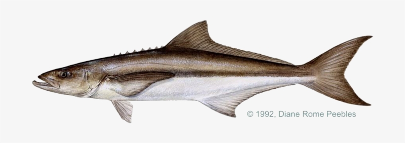 All-tackle World Records - Cabio Fish PNG Image | Transparent PNG Free ...