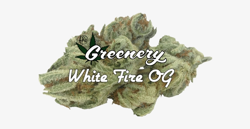 Shortleaf Black Spruce PNG Image | Transparent PNG Free Download on SeekPNG