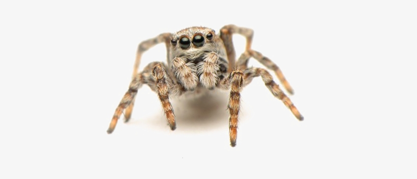 Download Jumping Spider Png Pic - Mini Jumping Spiders | Transparent ...