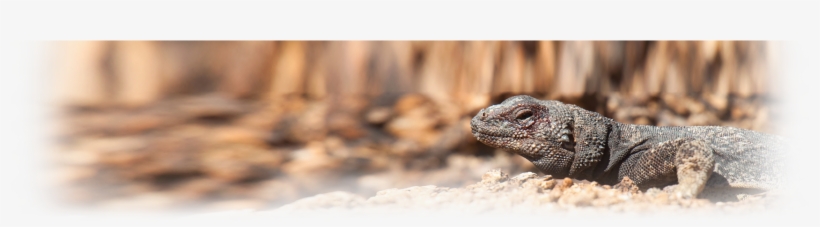 Nevada Wildlife - Gila Monster PNG Image | Transparent PNG Free ...
