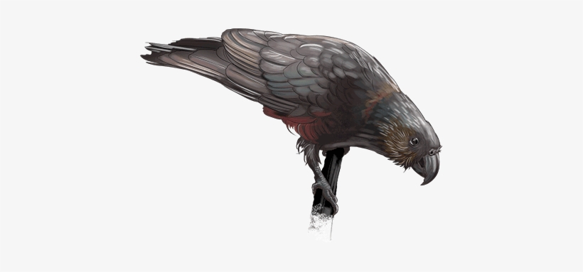 Kaka - Kaká PNG Image | Transparent PNG Free Download on SeekPNG