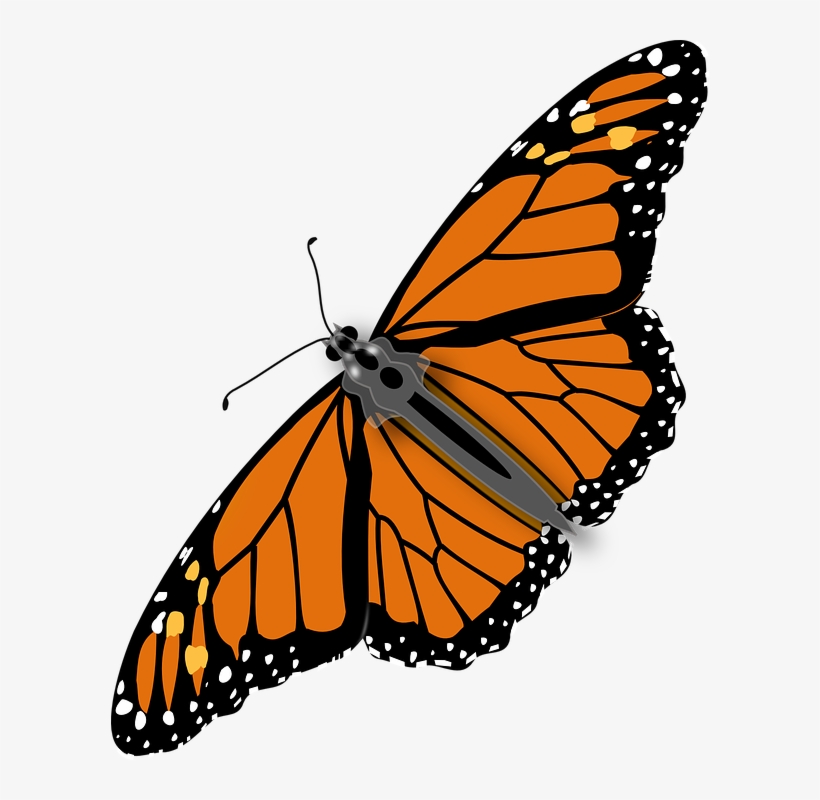 Download Colorful Butterfly Clipart, Cute Graphics Png, Spring ...