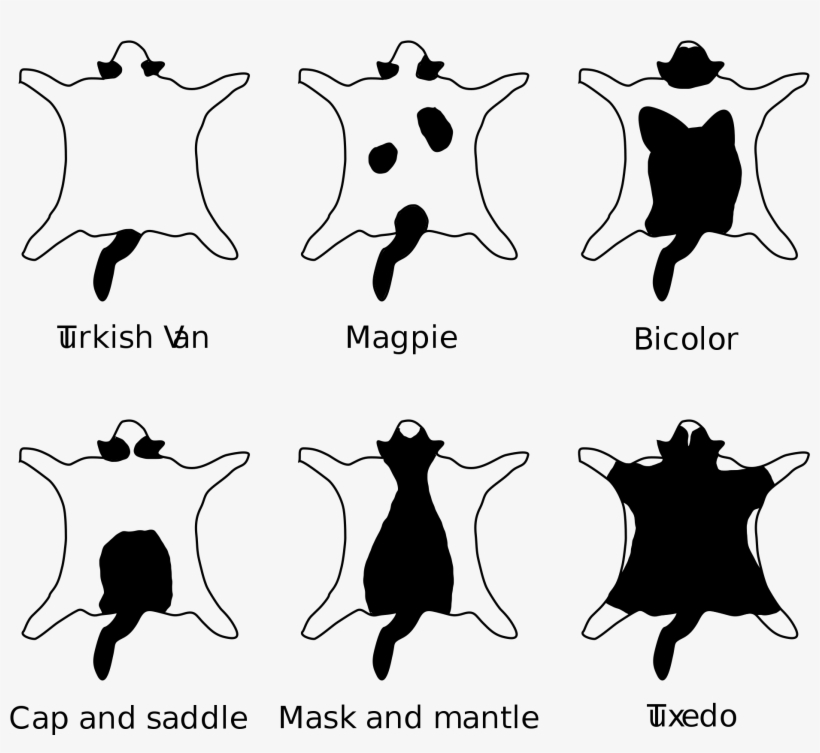 Open - Cat Pattern PNG Image | Transparent PNG Free Download on SeekPNG