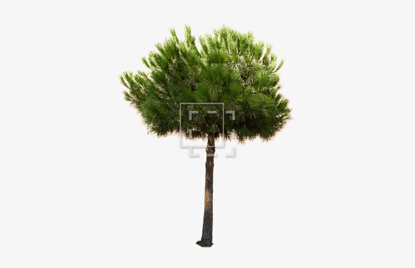 Download Tall Green Juniper - Tree | Transparent PNG Download | SeekPNG