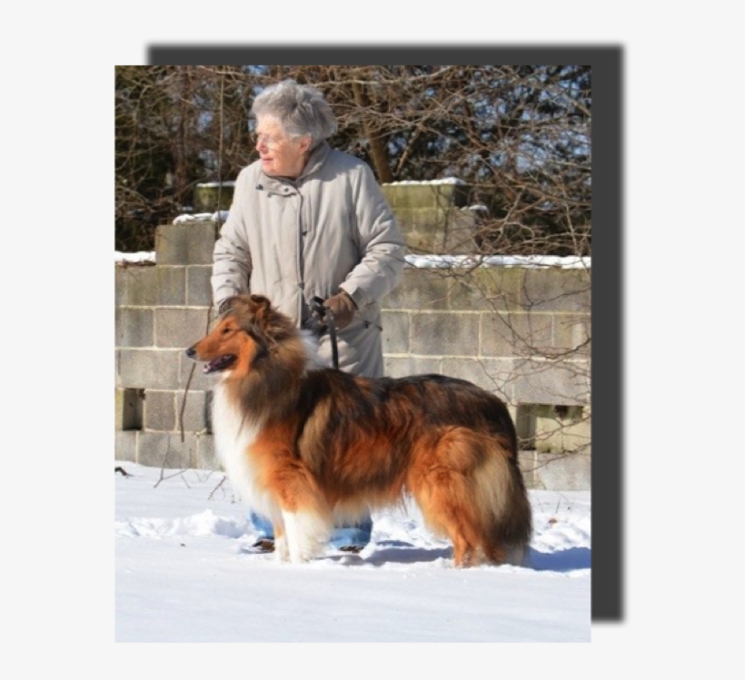 Van-m Peter Parker With Owner Breeder Laura Vanembden - Rough Collie ...