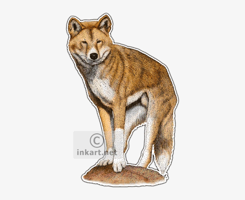 Dingo Decal - Dingo Oval Ornament PNG Image | Transparent PNG Free ...