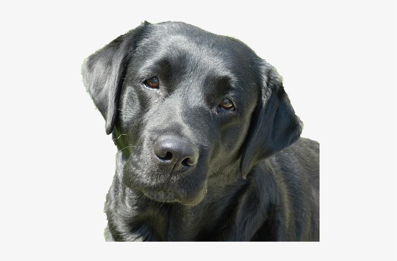 Maddie The Black Lab - Labrador Retriever PNG Image | Transparent PNG ...