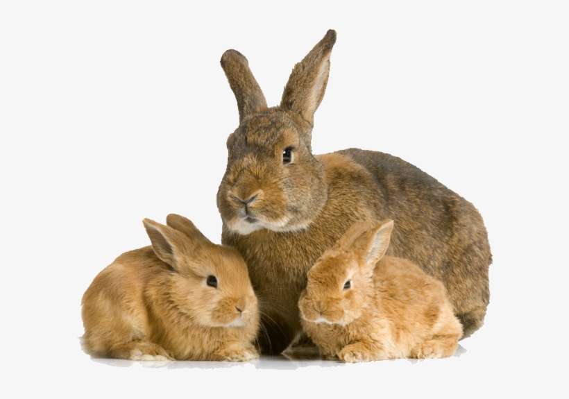 Rabbit PNG Images | PNG Cliparts Free Download on SeekPNG , Page 2