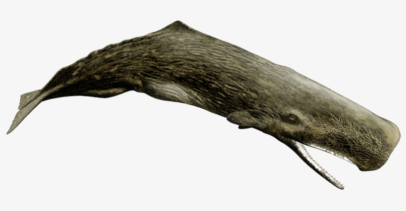 Tethys Research Institute - Sperm Whale Transparent PNG Image ...