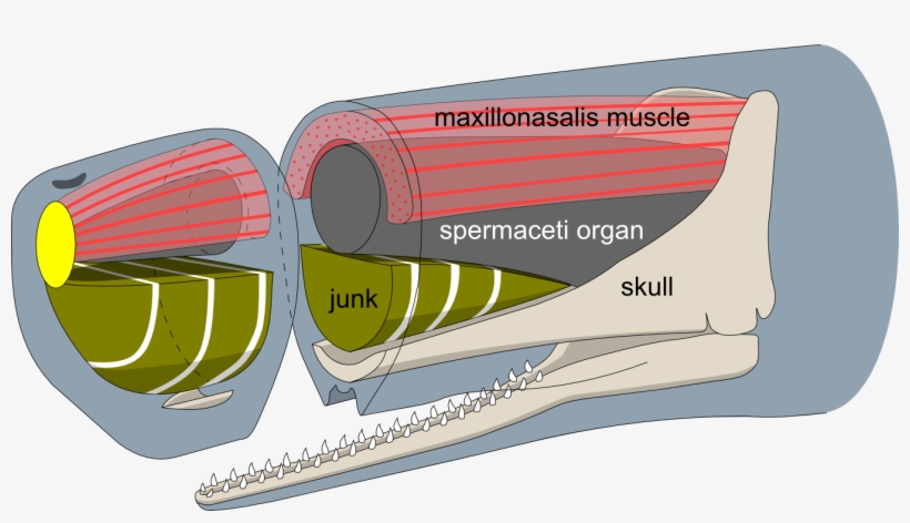 Sperm Whale Head Anatomy Profile - Sperm Whale Spermaceti Organ PNG ...