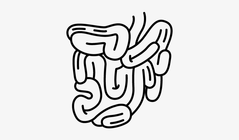 Small Intestine Vector - Small Intestine Black And White PNG Image ...