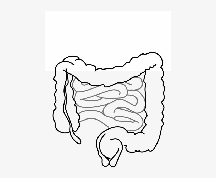 Intestines Clip Art - Large Intestine PNG Image | Transparent PNG Free ...