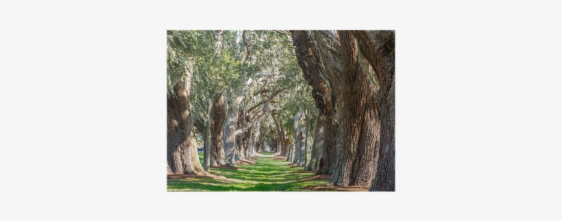 Path Between Trees PNG Image | Transparent PNG Free Download on SeekPNG