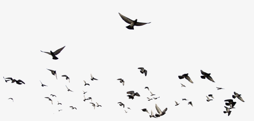 Bird Photography Download - Flock Of Birds Psd PNG Image | Transparent ...