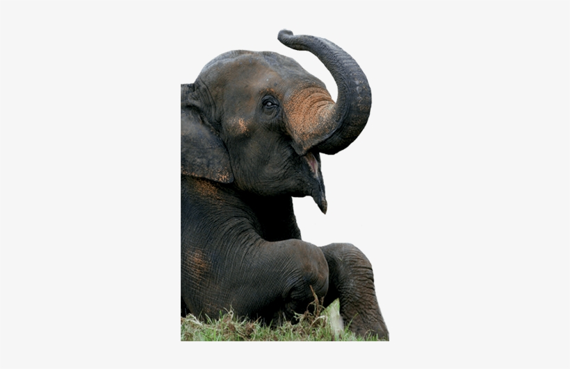 Download Asian Elephant Clipart Zoo Animal - Asian Elephant Taronga Zoo ...