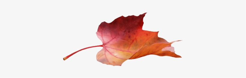 Download Maple Leaf Side View - Leaf | Transparent PNG Download | SeekPNG