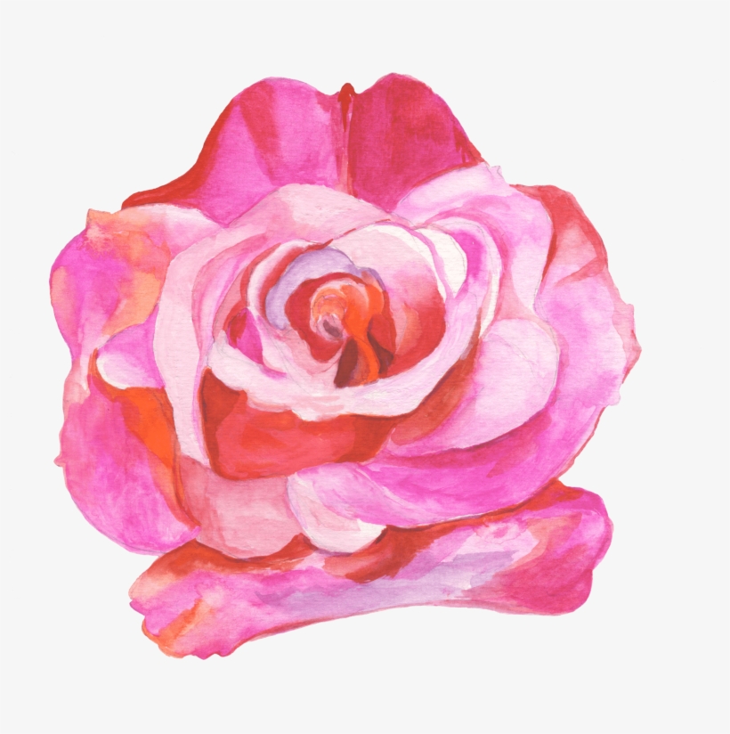 Hybrid Tea Rose PNG Image | Transparent PNG Free Download on SeekPNG