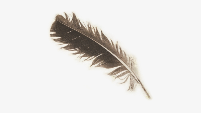Download Feather For Writing Png | Transparent PNG Download | SeekPNG