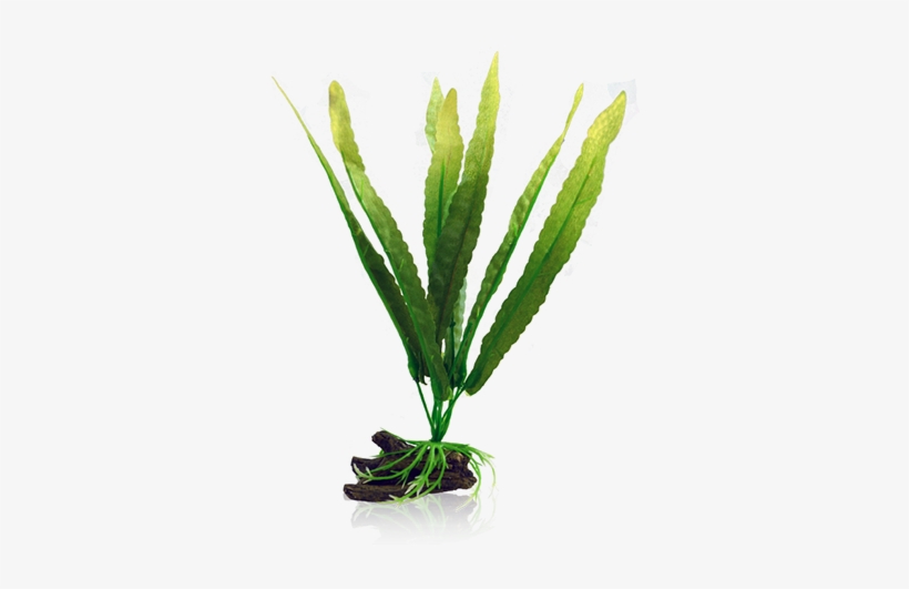 Download Bettacare Betta Plant Java Fern - Java Fern Aquarium Plastic ...