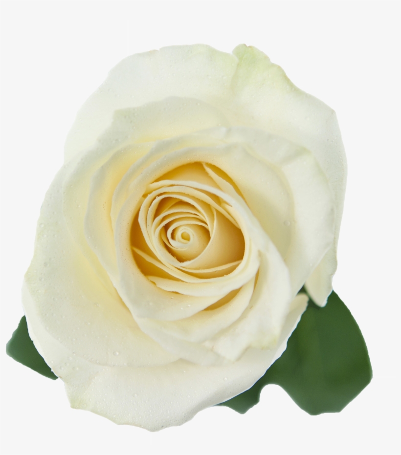 White Roses Transparent Png - Rose PNG Image | Transparent PNG Free ...