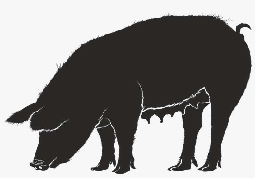 Pork 1504668213 - Pig Vector PNG Image | Transparent PNG Free Download ...