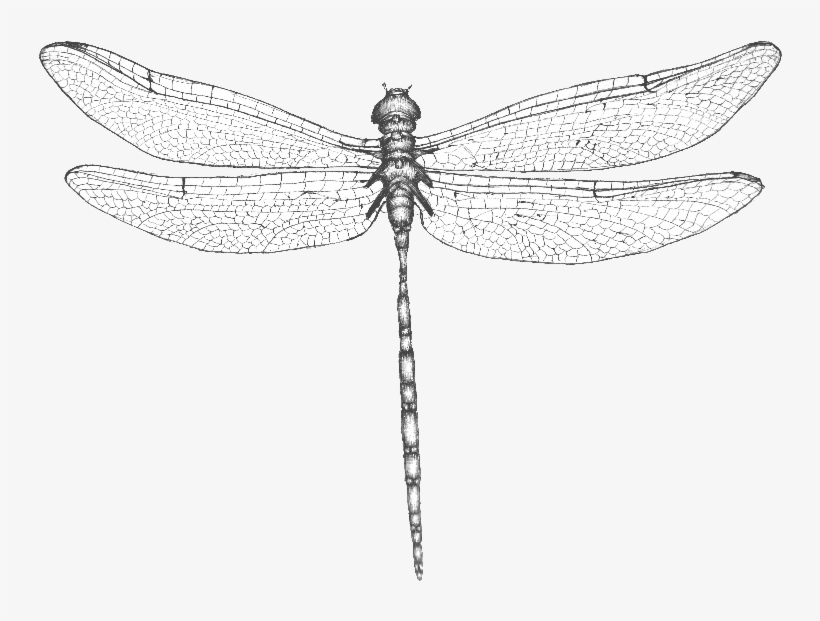 Download Dragonfly Wings - Dragonfly | Transparent PNG Download | SeekPNG