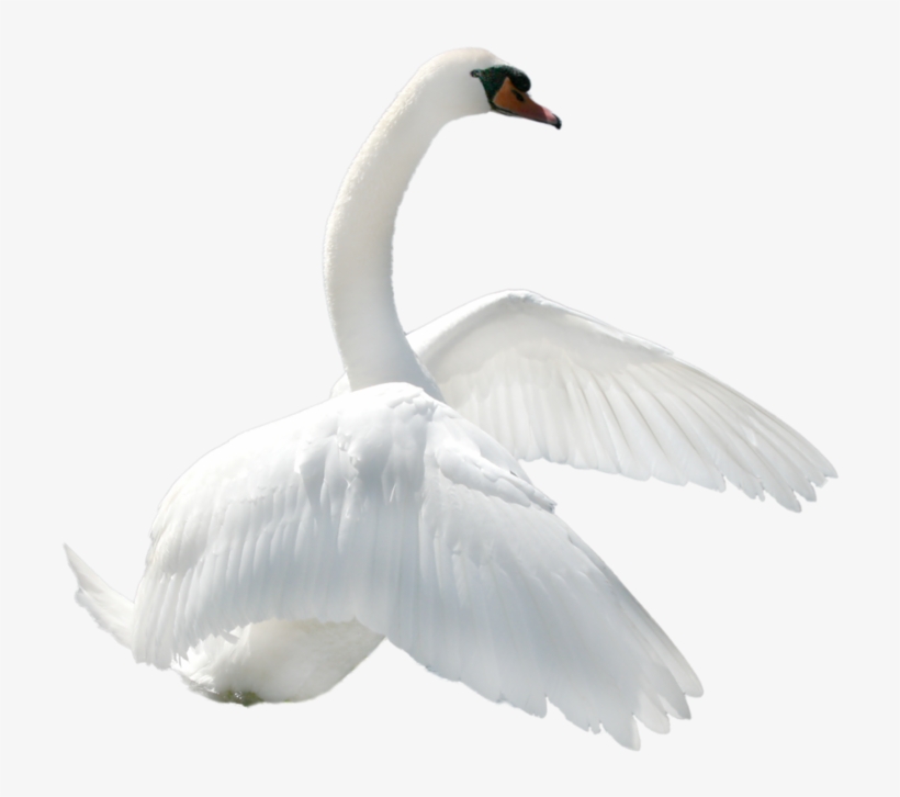 Black Swan Sticker - Vidi Labuda PNG Image | Transparent PNG Free ...