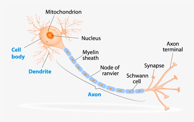 Structure Of A Typical Neuron - Typical Neuron PNG Image | Transparent ...