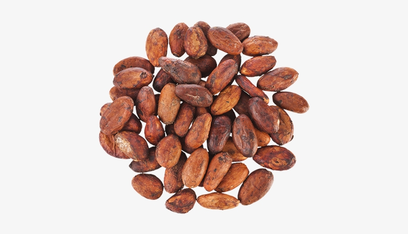Cacao Tree PNG Image | Transparent PNG Free Download on SeekPNG
