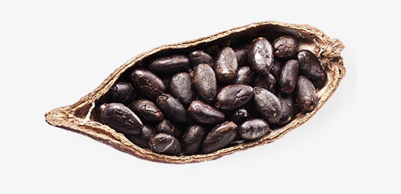 Chocolate Comes From A Tree - Cacao Png PNG Image | Transparent PNG ...