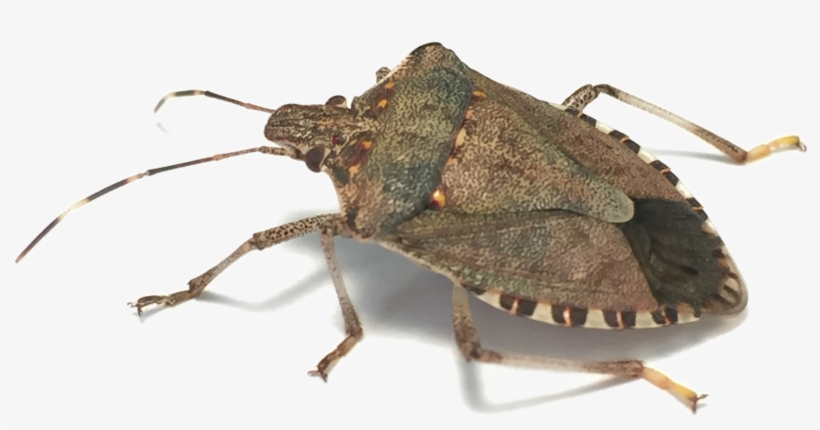 Stink Bug Png Image Background - Brown Marmorated Stink Bug PNG Image ...