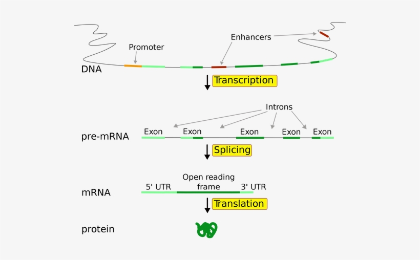 Gene - Structure Of A Gene PNG Image | Transparent PNG Free Download on ...