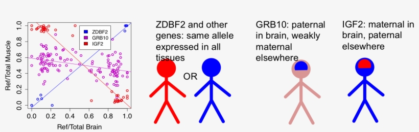 Many Human Traits From Gene Expression Levels To Disease - Imprinted ...