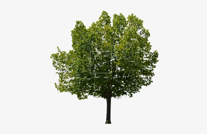 Download Png Images For Photoshop Trees Foreground Tree - Single Tree ...