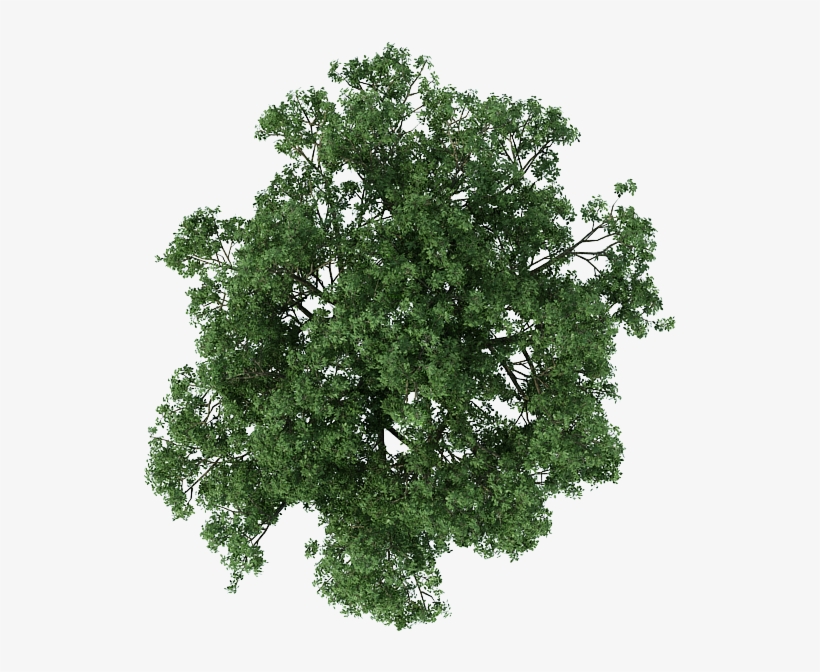 Download Trees Photoshop - Free Tree Plan Png | Transparent PNG ...