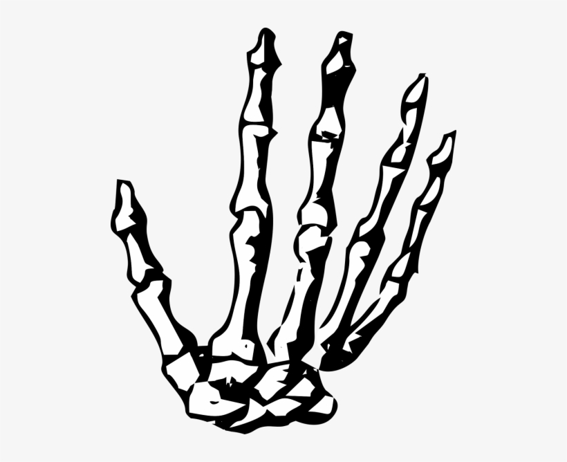 Download Hand,skeleton,skeleton - Skeleton Hand No Background ...