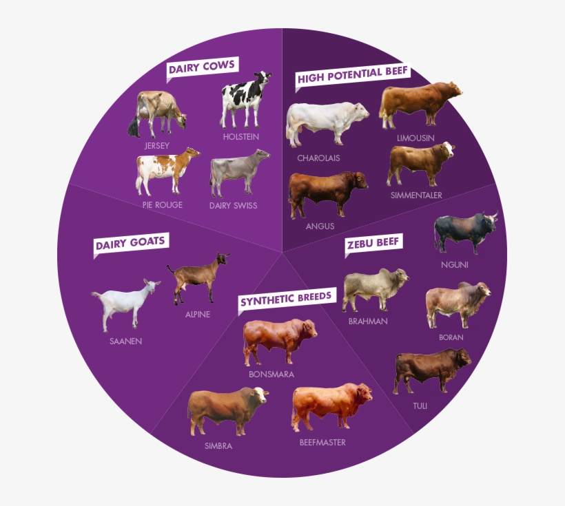 A Selection Of Breeds - Breed PNG Image | Transparent PNG Free Download ...