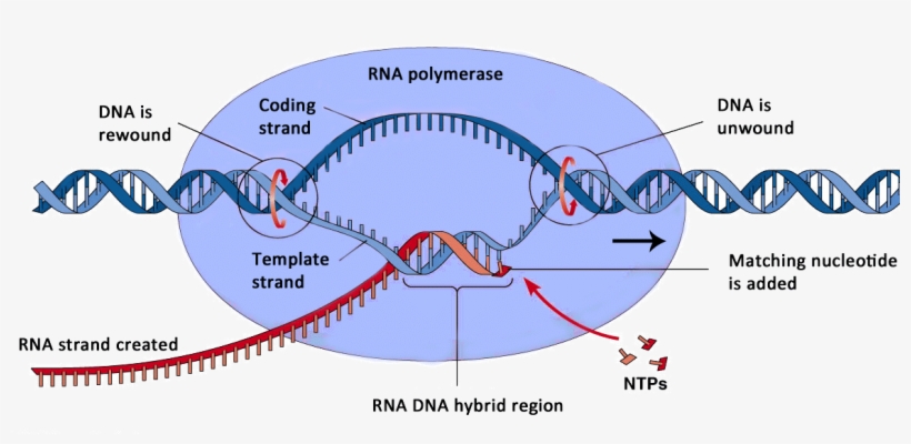 Rna Transcription PNG Image | Transparent PNG Free Download on SeekPNG