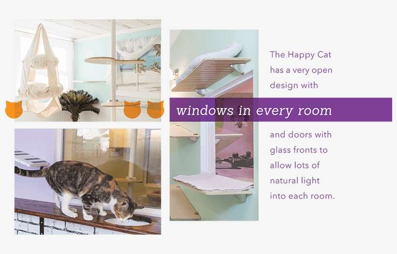 The Happy Cat Rewards Club Is Very Popular With Their - Domestic Short ...