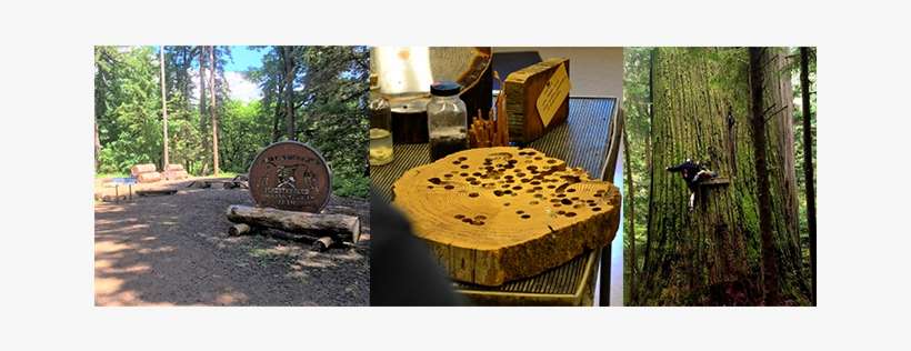 Forestry Club - Forestry PNG Image | Transparent PNG Free Download on ...