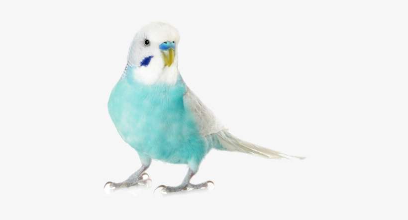 Budgie Png - Budgie Png Gif PNG Image | Transparent PNG Free Download ...