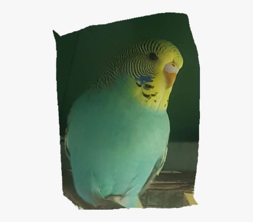 Young Budgies - Budgie PNG Image | Transparent PNG Free Download on SeekPNG