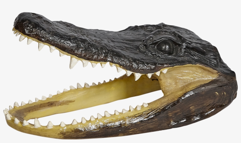 Polyresin Gator Head 8" PNG Image | Transparent PNG Free Download on ...