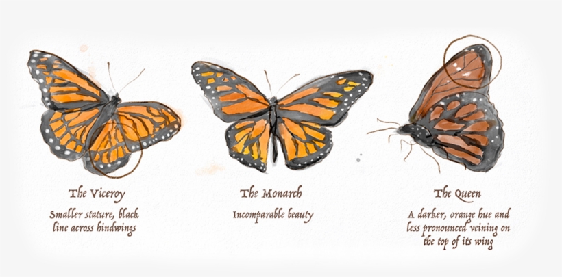 Download Trans Trans - Transgender | Transparent PNG Download | SeekPNG