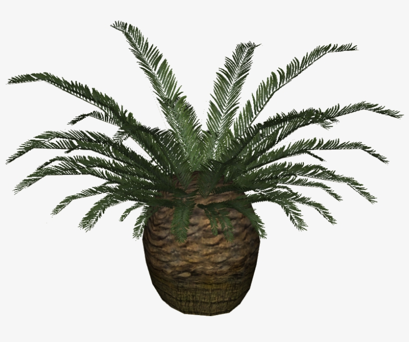 Cycadeoidea PNG Image | Transparent PNG Free Download on SeekPNG