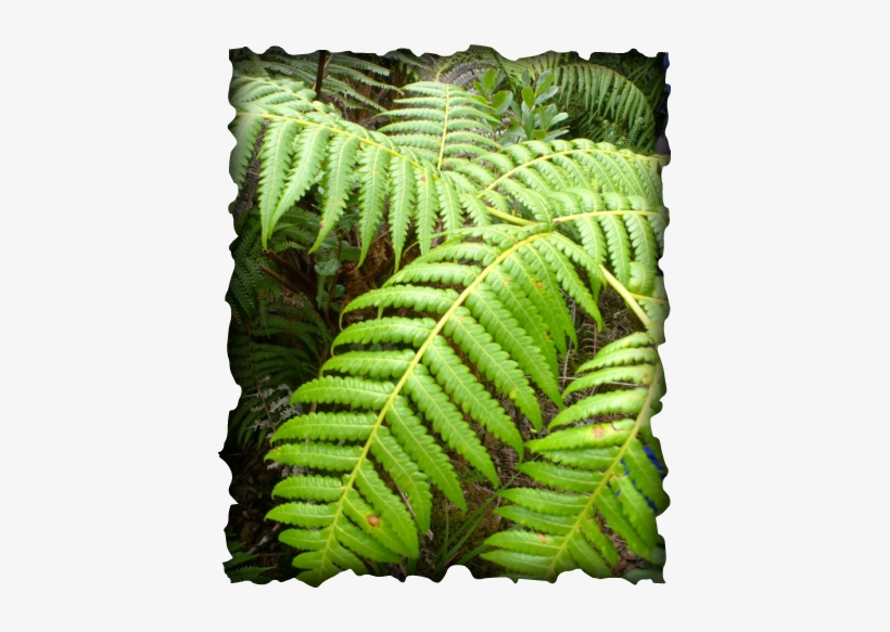 Hapuu, Hawaiian Tree Fern, Fern, Nature, Plants, Cibotium - Hapu U Tree ...