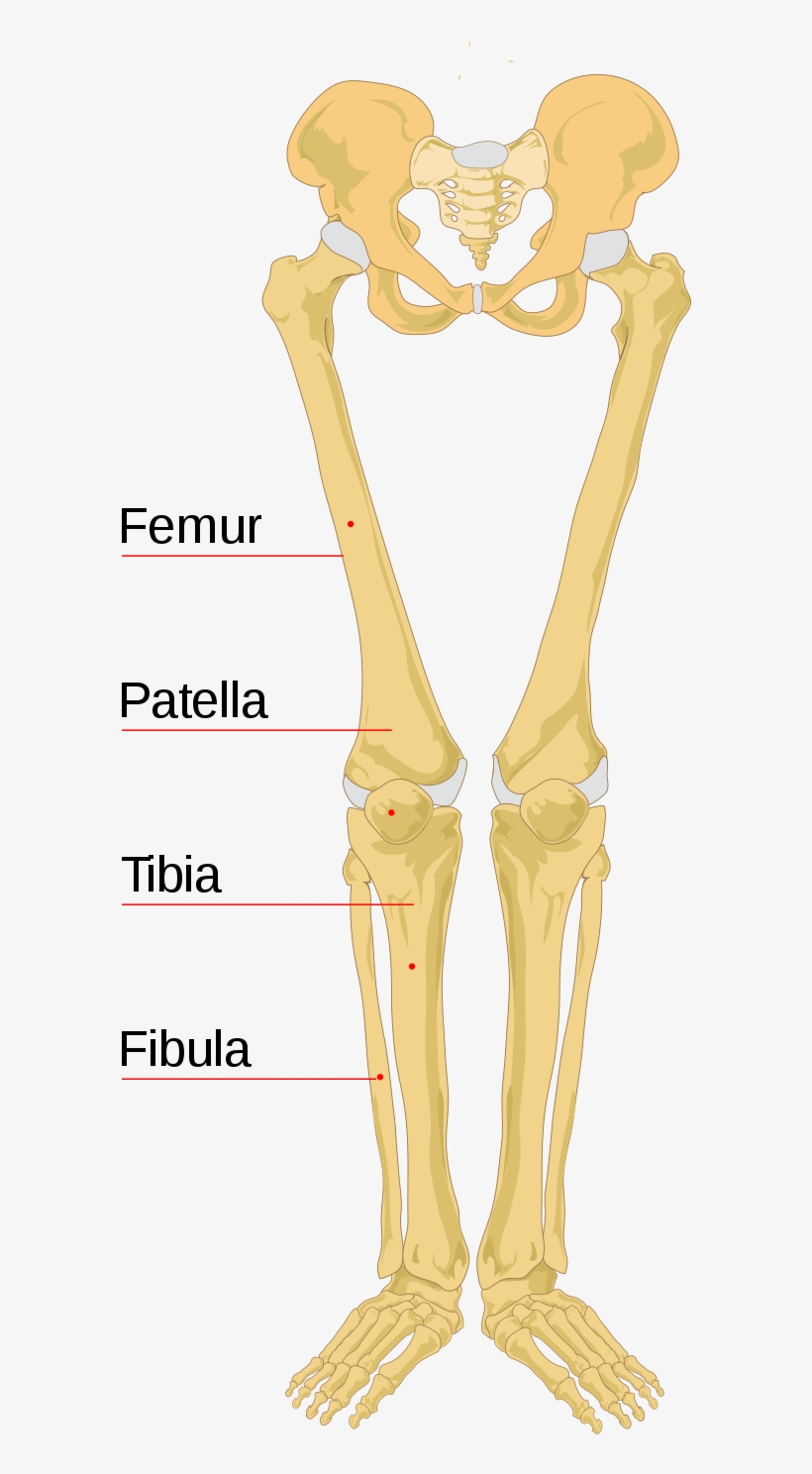 Leg Bones Labeled PNG Image | Transparent PNG Free Download on SeekPNG