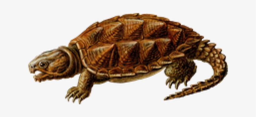 Snapping Turtle Png Transparent Images - Alligator Snapping Turtle Png ...