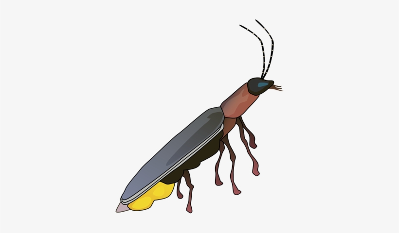 Firefly Bug Clipart