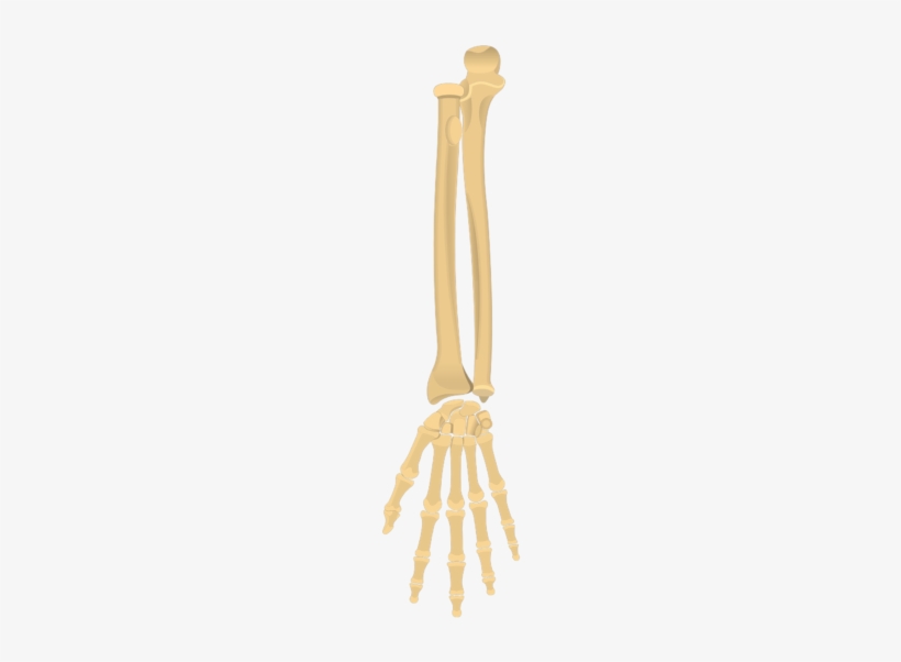 Download Anterior View Of Right Forearm And Hand Bones - Skeleton ...
